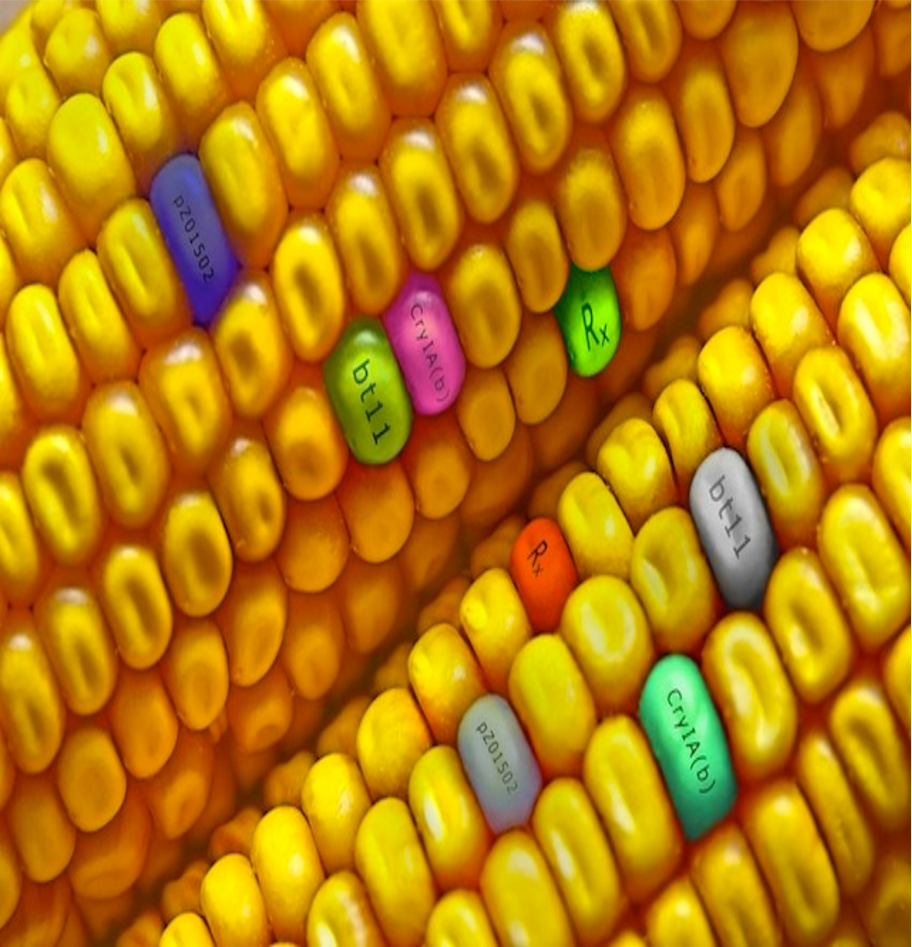 Nutrition Presentation: Genetically Modified Organisms In Our Food ...